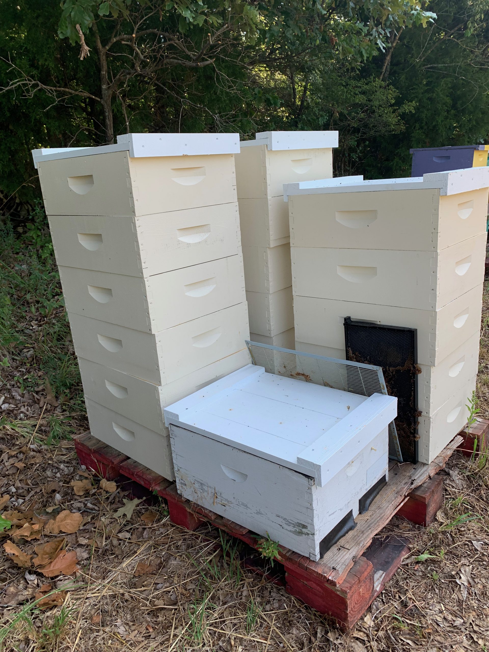 Single Deep Splits with Mated Queens - Backyard Beekeeping